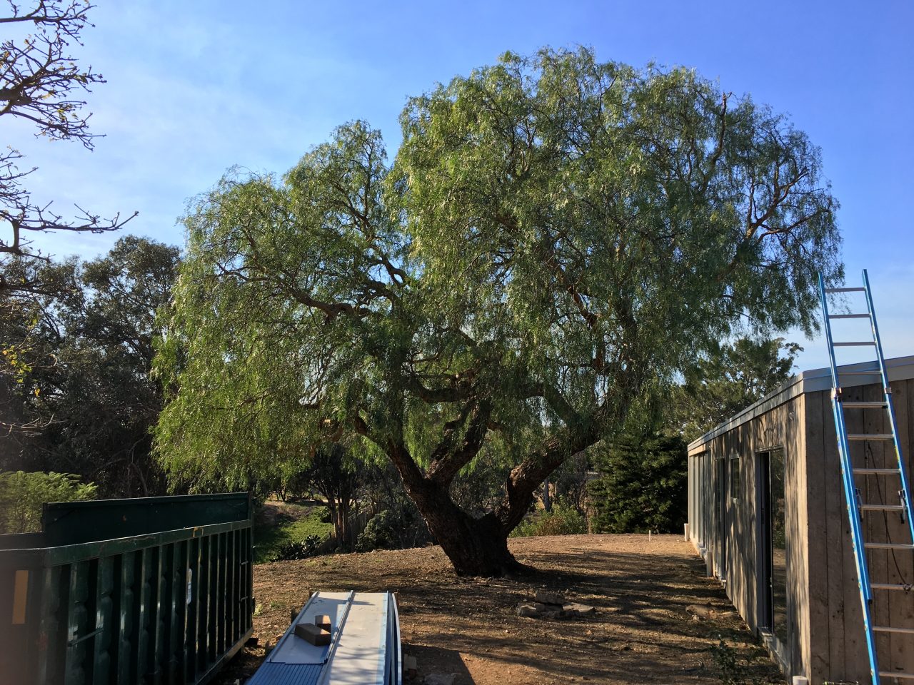 Protecting The Environment | Environmental Tree Care