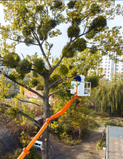 Malibu | Environmental Tree Care