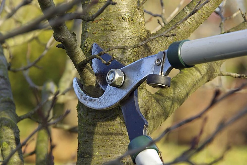 Pruning | Environmental Tree Care
